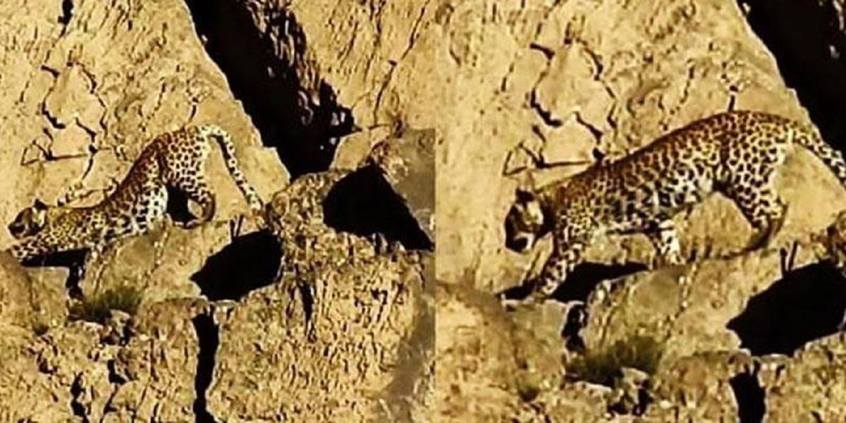 Rare endangered Persian leopards spotted at Chiltan National Park ...