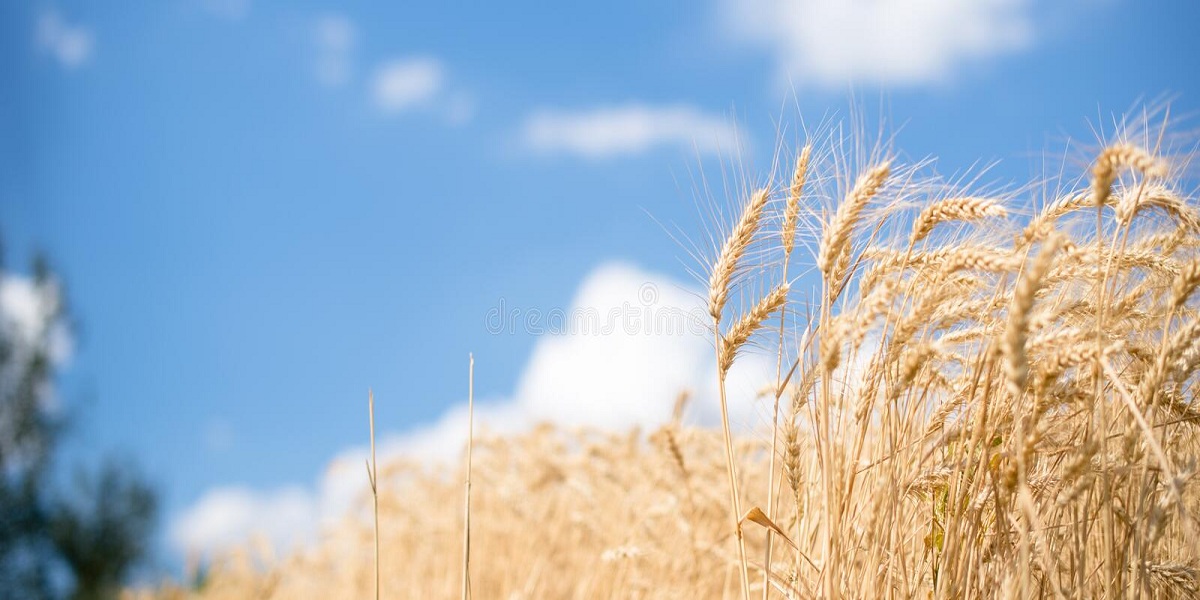 Pakistan approves plan to import 300,000-tonne wheat from Russia